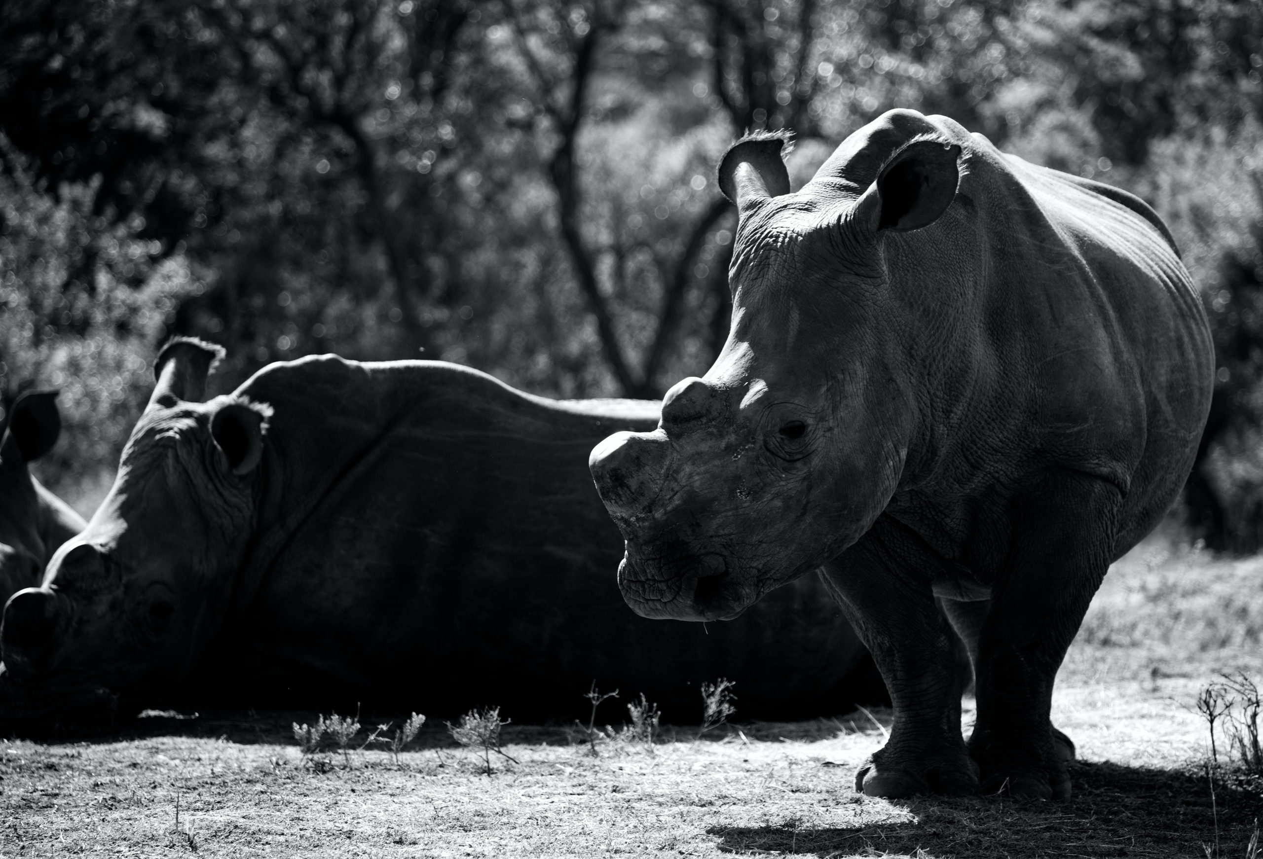 Care for Wild - Northwood Consumer